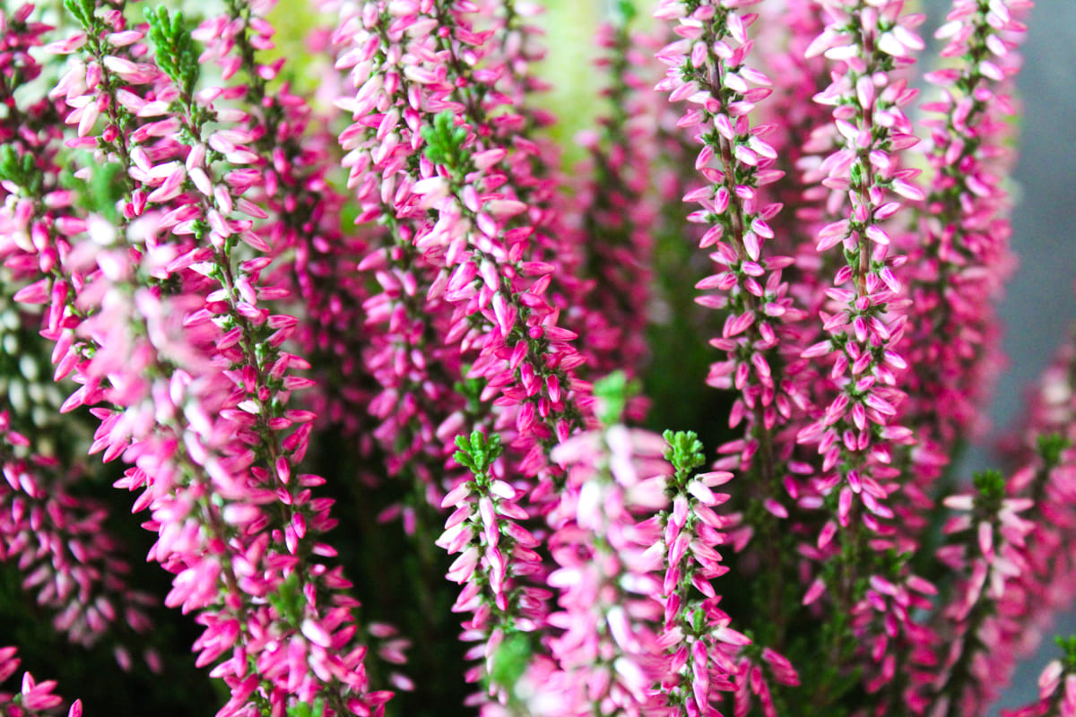 Pianta di Erica Calluna Provenza - Fioreria VDA Borella