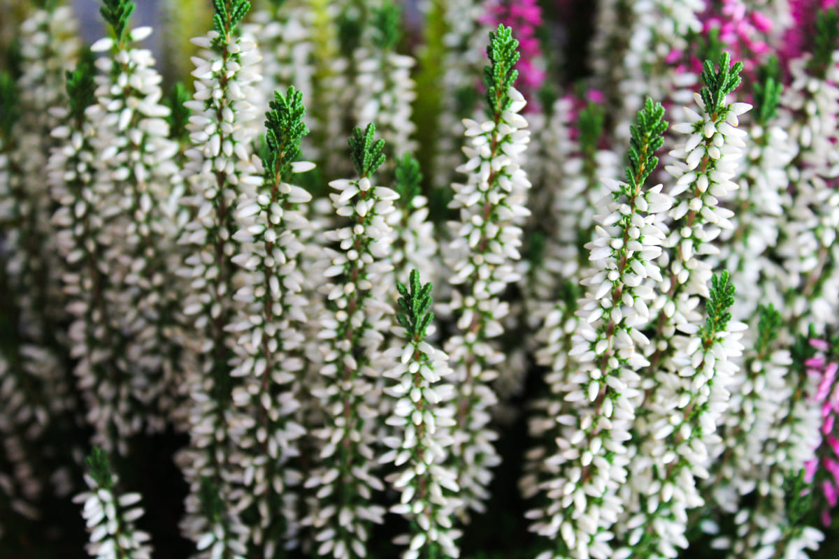 Pianta di Erica Calluna Provenza - Fioreria VDA Borella